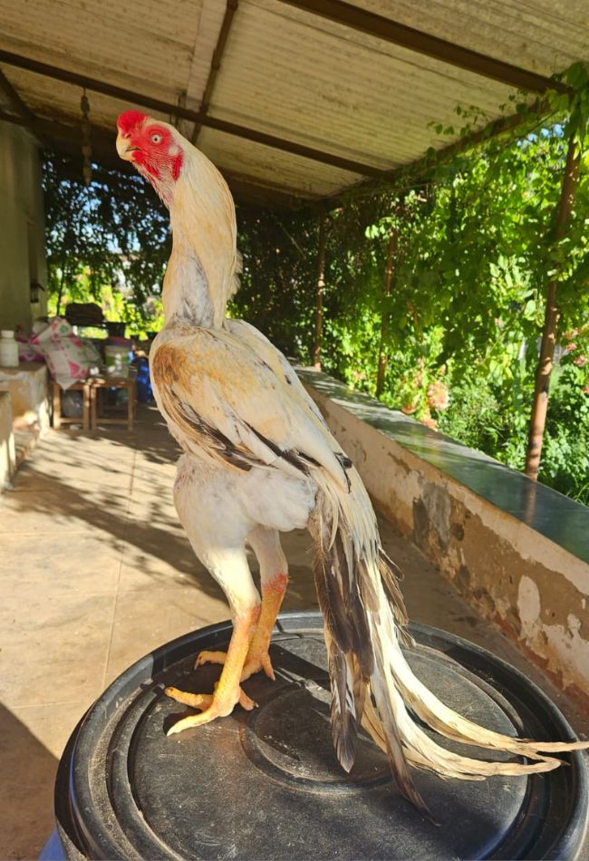 Parrot Beak Aseel: A Complete Guide to This Unique and Majestic Chicken ...